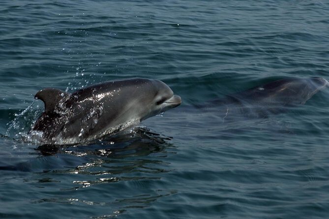 Watch and Swim with Dolphins in the Wild - Frequently Asked Questions