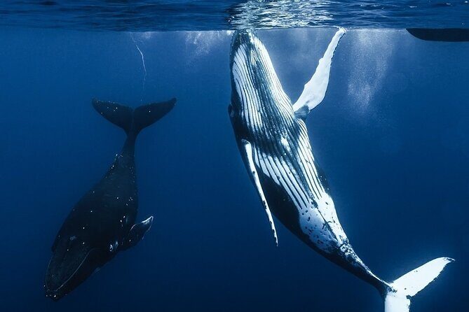 Watch and Swim with Humpback Whales in Moorea - A Close Look at the Experience in Moorea
