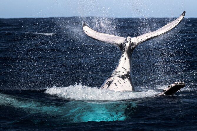 Watch and Swim with Humpback Whales in Moorea - Real Traveler Perspectives