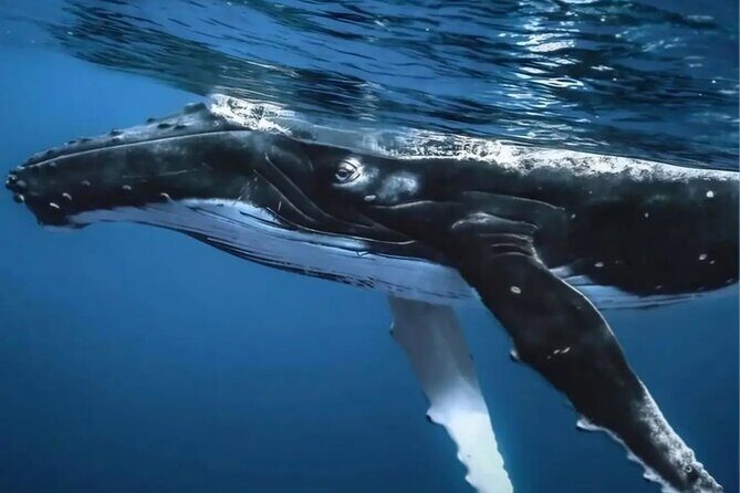 Watch and Swim with Humpback Whales in Moorea - FAQ