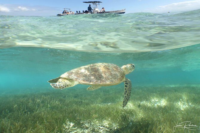 Water Taxi Signal Island Turtle Tour for cruisers - Deep Dive into the Experience