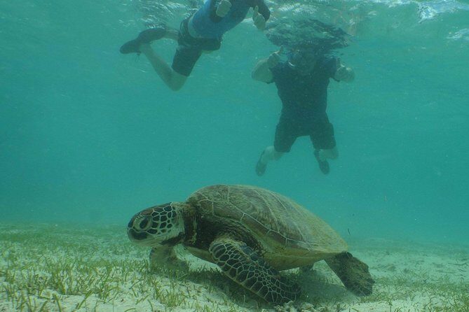 Water Taxi Signal Island Turtle Tour for cruisers - The Sum Up