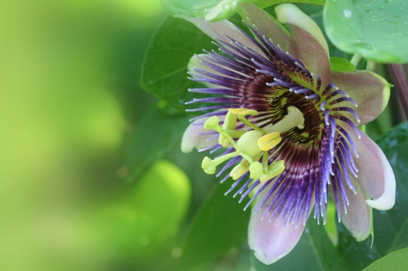 Waterfall, Chocolate Tour, Rainforest, Royal Historical - Authentic Traveler Feedback