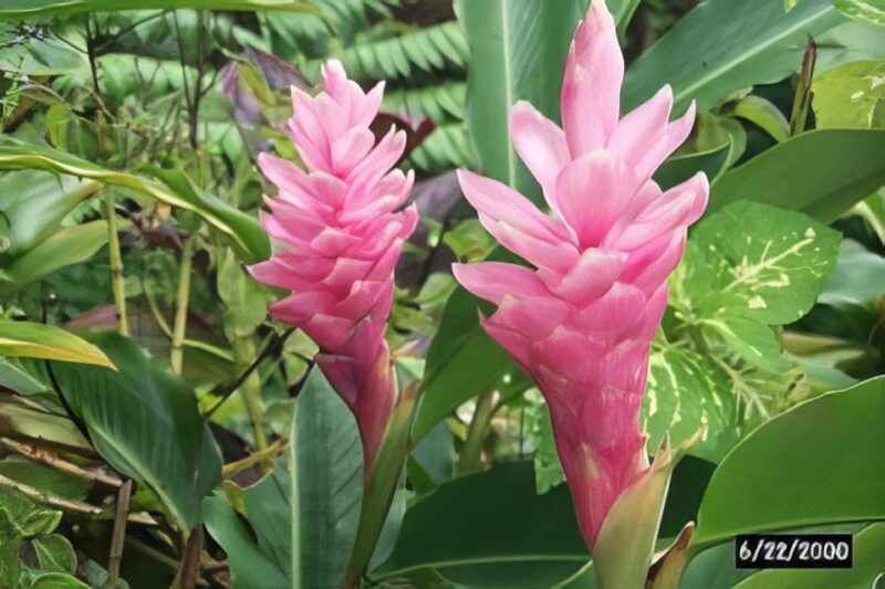 Waterfall, Chocolate Tour, Rainforest, Royal Historical - The Sum Up