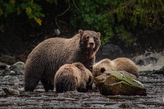 Waterfall Creek Brown Bear Viewing Juneau - What’s Included and What to Expect