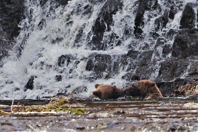 Waterfall Creek Brown Bear Viewing Juneau - Who Will Love This Tour?