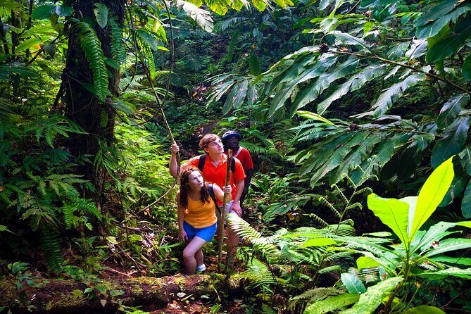 Waterfall, Rainforest, Chocolate Tour & Historical Sites - Pricing and Value