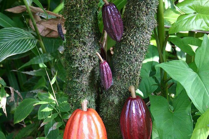 Waterfall, Rainforest, Chocolate Tour & Historical Sites - Final Thoughts