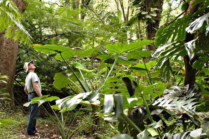Waterfall & Rainforest Hiking Adventure with Hotel Pickup - Maui Waterfalls & Rainforest Hike: A Detailed Look at an Unforgettable Adventure