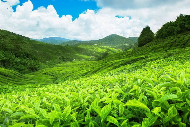 Waterfall Walk from Ella - Practical Tips for Travelers