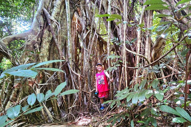 Waterfalls and Bushwalk Eco Adventure - Transport & Practicalities