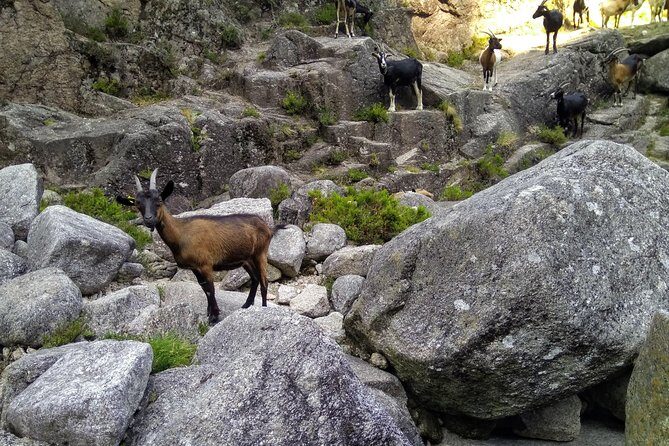Waterfalls, Heritage and Nature in Gerês Park - from Porto - Who Should Consider This Tour?