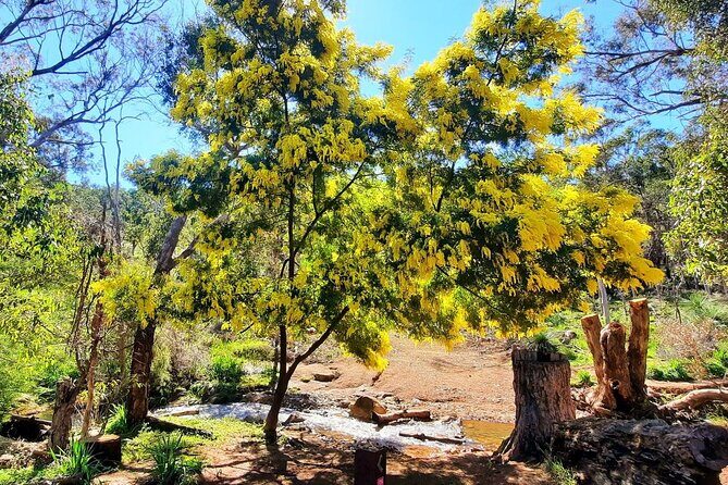 Waterfalls, Wildflowers & Wandoo Hiking Experience - Key Points