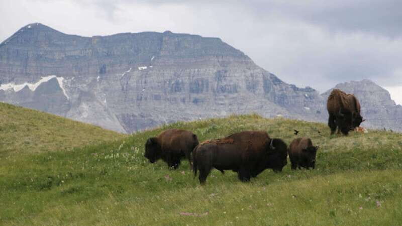 Waterton's Wild Beauty: A Hidden Gem in the Rockies - What You Need to Know Before You Go