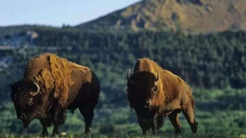 Waterton's Wild Beauty: A Hidden Gem in the Rockies - Final Thoughts