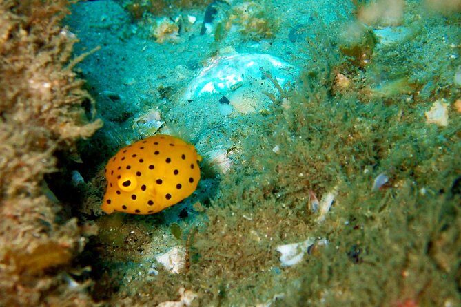 Wave Break Island Scuba Diving on the Gold Coast - Who Will Love This Tour?