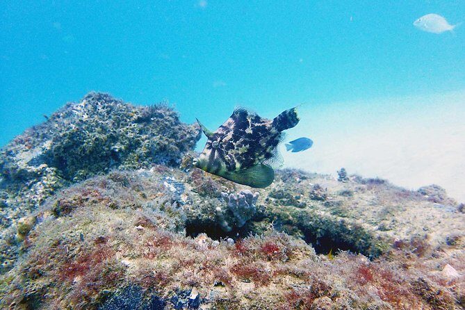 Wave Break Island Scuba Diving on the Gold Coast - Who Will Love This Experience?
