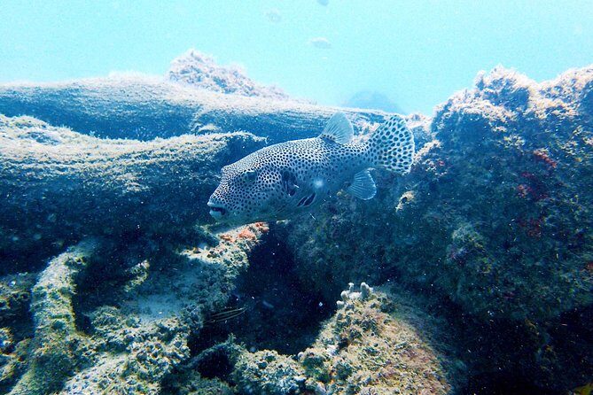 Wave Break Island Snorkel Tour on the Gold Coast - Reviews and Guest Perspectives