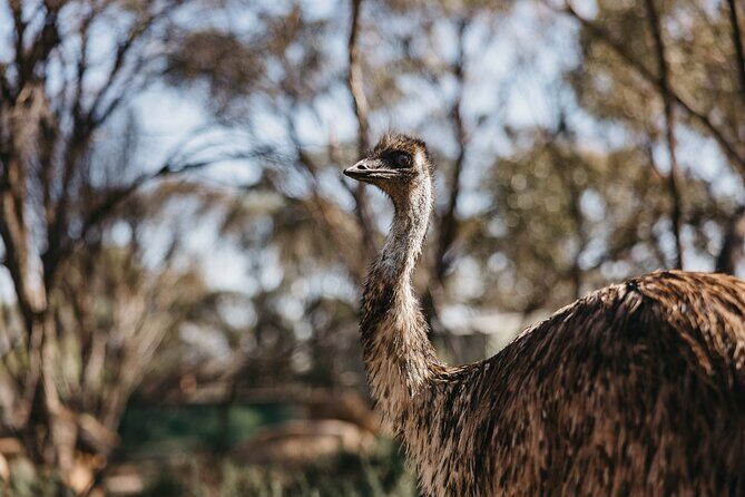 Wave Rock, York, Wildflowers, and Aboriginal Cultural Day Tour from Perth - Who Will Love This Tour?