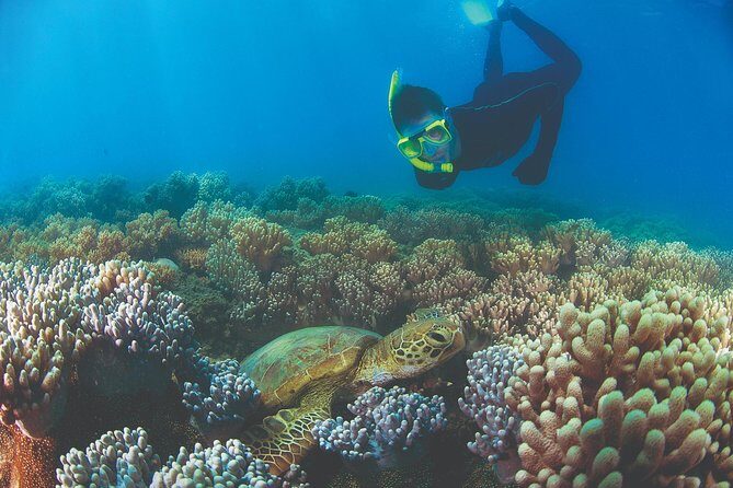Wavedancer Low Isles Great Barrier Reef Sailing Cruise from Palm Cove - An In-Depth Look at the Wavedancer Low Isles Experience