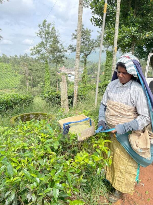 Wayanad: 2-Day Forest and Tribal Experience with Meals - Key Points