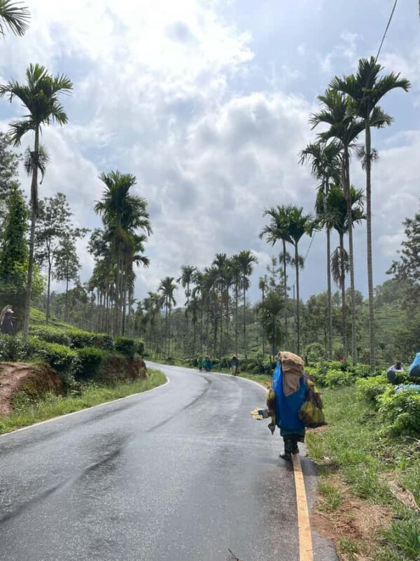 Wayanad: 2-Day Forest and Tribal Experience with Meals - Why This Tour is a Solid Choice