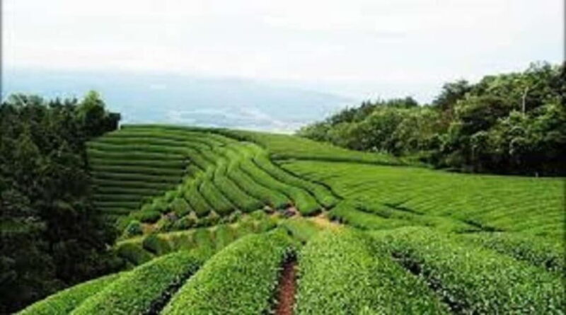 Wazuka: Tea Picking Experience with Matcha Tea Tasting - Why This Tour Is a Great Fit