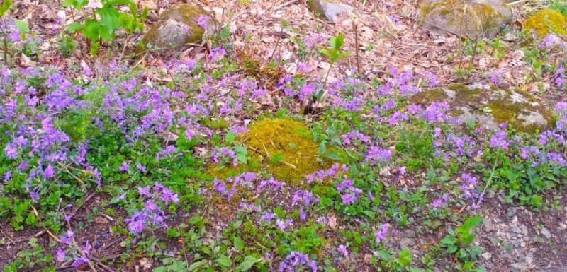 Wears Valley: Peaceful Smokies & 1882 Historic Schoolhouse - The Sum Up