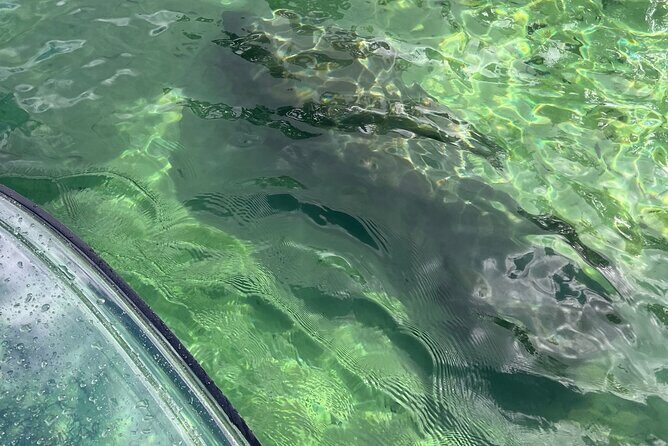 Weeki Wachee Clear Paddle Board Ecotours - The Value of the Tour