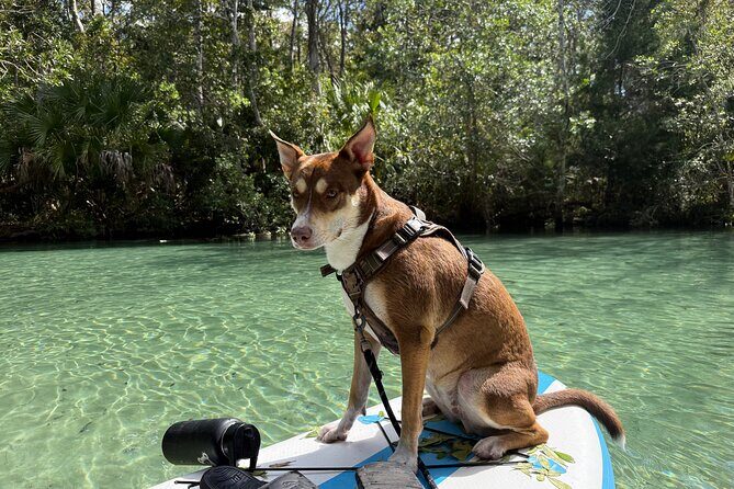 Weeki Wachee Springs Guided Paddleboard Tour with Your Pet - Frequently Asked Questions