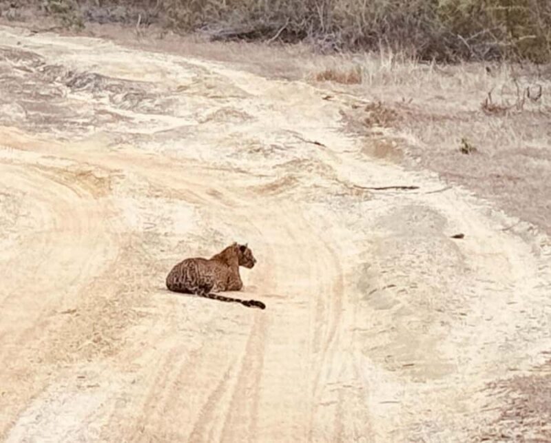 Weheragala National Park: Jeep Safari Tour - An Authentic Safari in Sri Lanka’s Hidden Gem