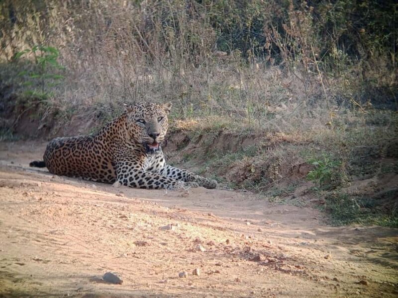 Weheragala National Park: Jeep Safari Tour - Comparing With Similar Experiences