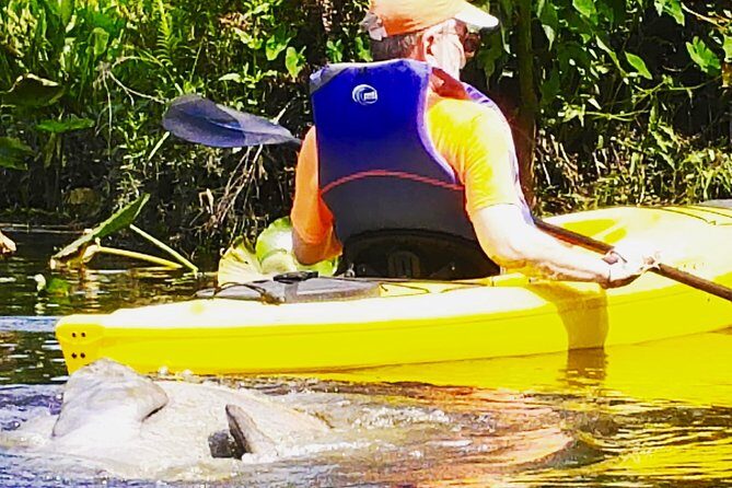 Wekiva River Guided Kayak Tour - An In-Depth Look at the Wekiva River Kayak Experience