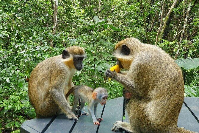 Welchman Hall Gully, Huntes Garden and Peg Farm Family Day - FAQ