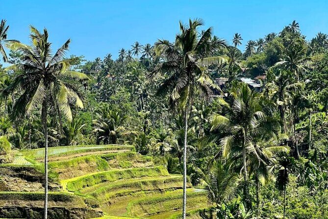 Welcome Pickups Bali Transfer - Who Should Consider This Service?