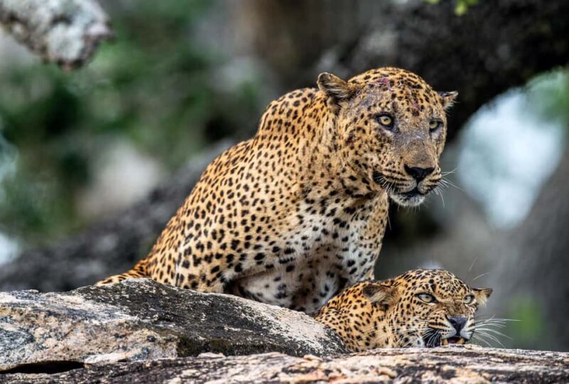 Weligama/Mirissa/Tangalle to YALA PRIVATE SAFARI & Ella drop - An Honest Look at the Value