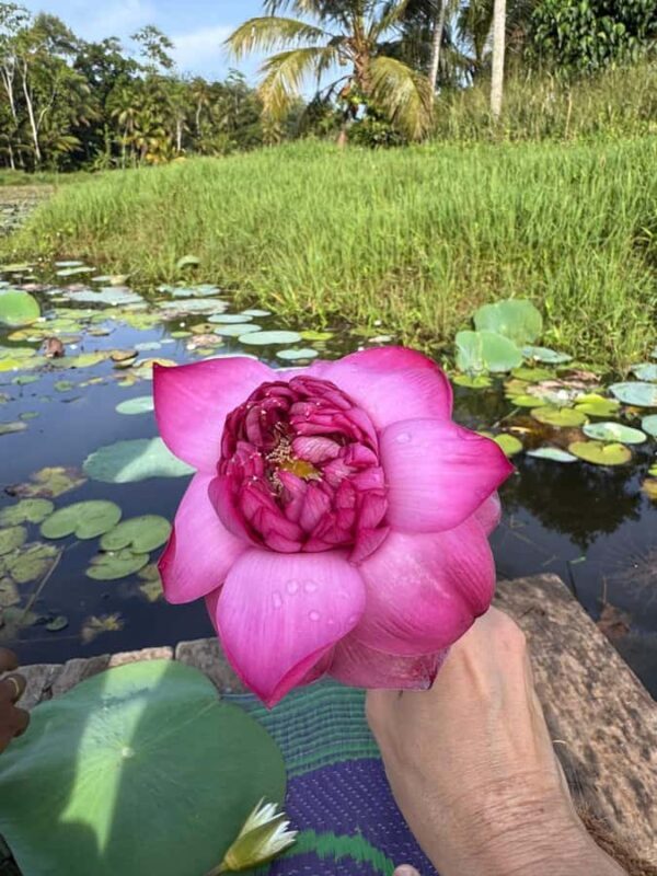 Weligama: Sunrise or Sunset Lotus Picking Canoe Tour - Weligama: Sunrise or Sunset Lotus Picking Canoe Tour – A Peaceful Escape into Nature and Culture