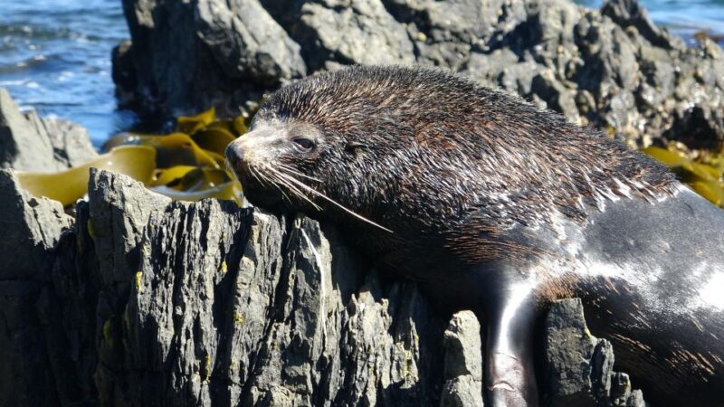 Wellington: Half Day Seal Coast Safari - Why This Tour Is a Great Choice