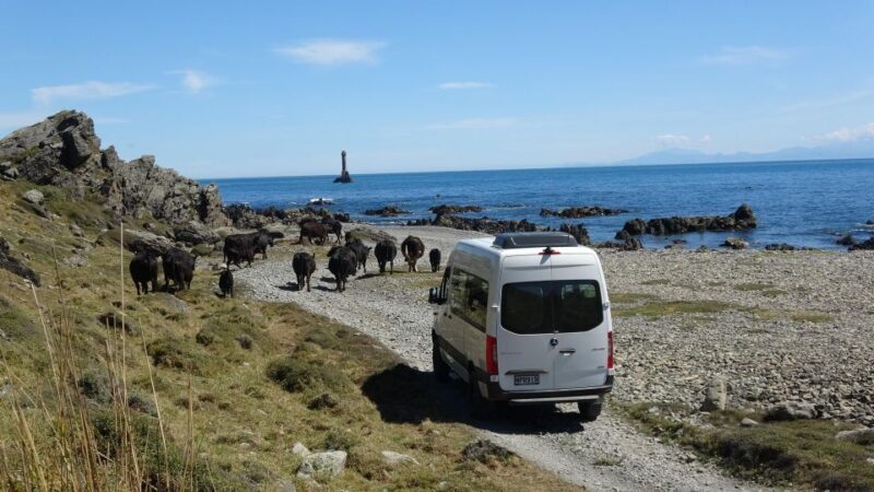 Wellington: Half Day Seal Coast Safari - Final Thoughts