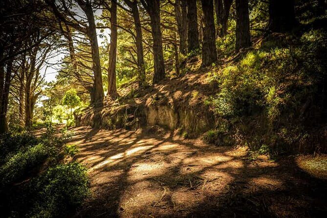 Wellington Private Highlight Fullday tour - Practical Details and What to Expect