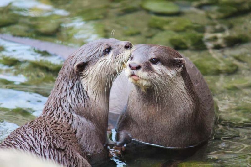 Wellington Zoo General Entry Tickets - Who Should Visit Wellington Zoo?