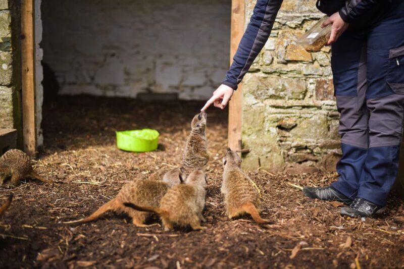 Wells House, Co Wexford: Entry, Picnic & Meerkat fun - What Makes Wells House Special?