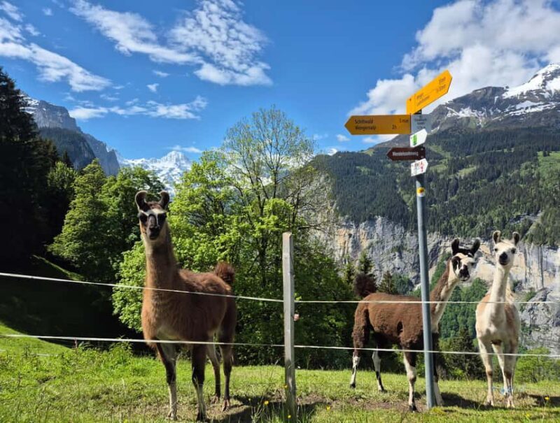 Wengen: Family-Friendly Countryside Farm Tour in Swiss Alps - Exploring Wengen and Its Charm