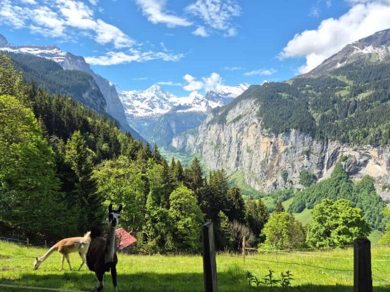 Wengen: Family-Friendly Countryside Farm Tour in Swiss Alps - Cheese & Chocolate Tasting: A Delicious Swiss Tradition
