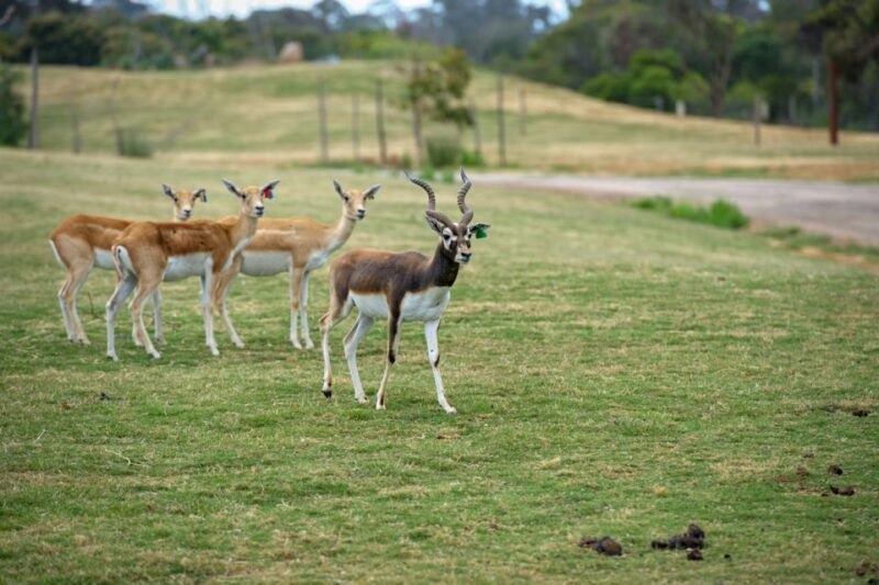 Werribee Open Range Zoo: Entry Ticket - Key Points