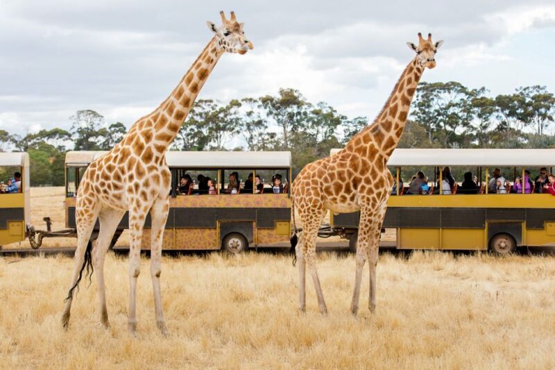 Werribee Open Range Zoo: Entry Ticket - Food, Facilities, and Additional Experiences