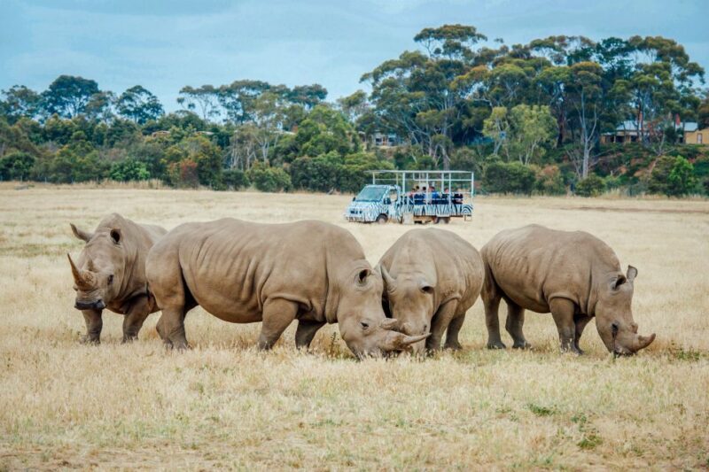 Werribee Open Range Zoo: Entry Ticket - Accessibility and Practical Tips