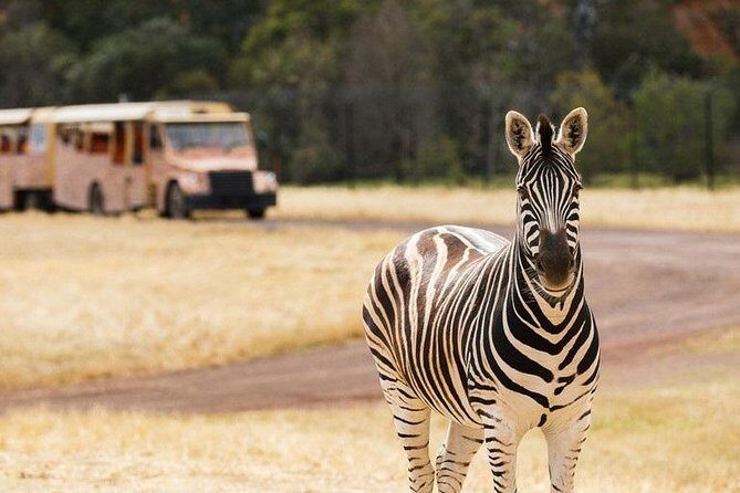 Werribee Open Range Zoo General Admission Ticket - An Overview of the Werribee Open Range Zoo Experience