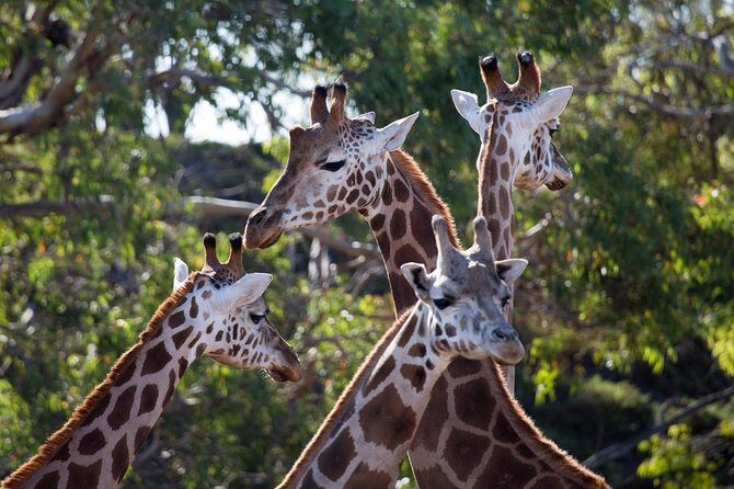 Werribee Open Range Zoo General Admission Ticket - Practical Details: Planning Your Visit