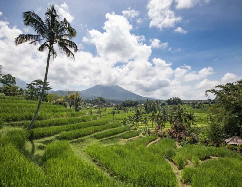 West Bali: Jatiluwih Rice Terrace and Tanah Lot Sunset Tour - Who Will Love This Tour?